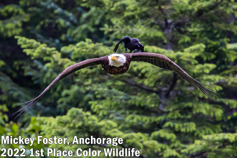 1st Place Color Wildlife – Mickey Foster – Midtown Mall