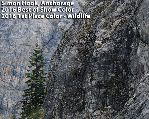 Simon Hook Best of Show Color 1st Place Color Wildlife – Midtown Mall